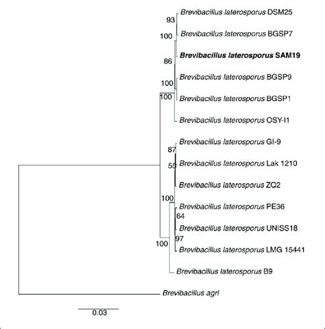 Maximum Likelihood Phylogenomic Tree Obtained With Raxml Stamatakis