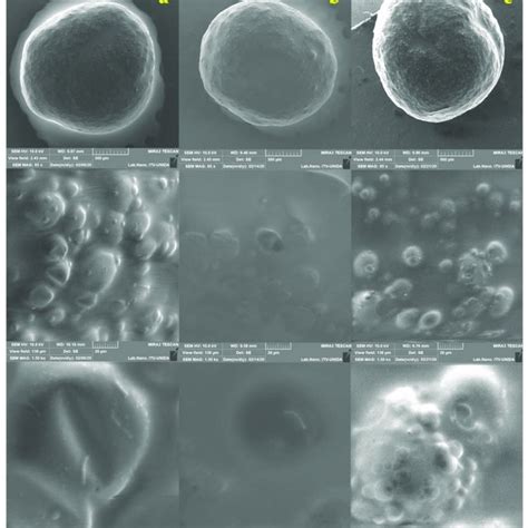 Viability Of Lacticaseibacillus Rhamnosus Gg Evaluation Under In Vitro