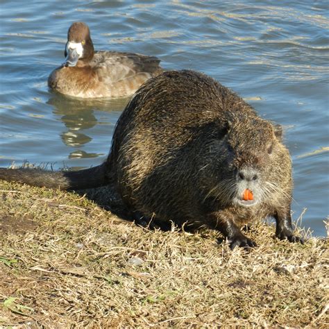 Contorno De Nutria