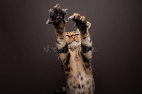 Bengal Cat Reaching Out With Sharp Claws Towards The Camera Stock Image