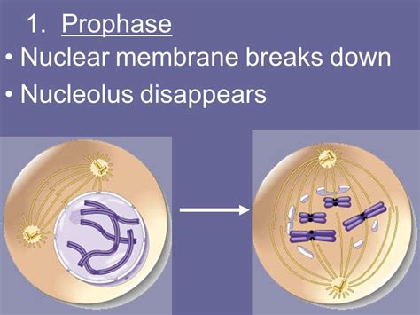 Cell Growth And Division Ppt Download