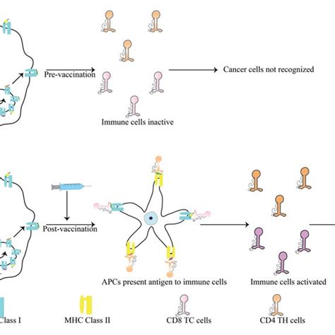 Mode Of Action Of Anti Cancer Peptide Vaccines Peptide Vaccines