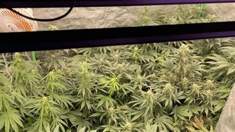 Разбиха две наркооранжерии в Плевенско снимки