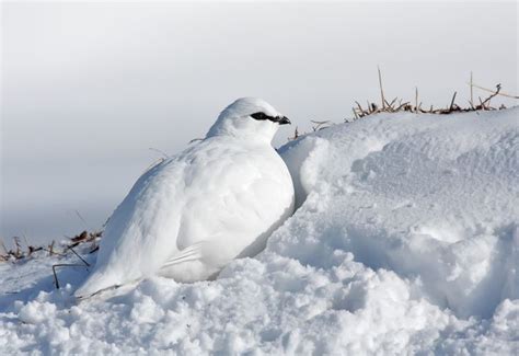 Utkin Dmitriy Professional Photographer Куропатка Озера Фотографии