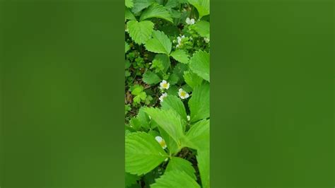 텃밭에 딸기꽃 Youtube