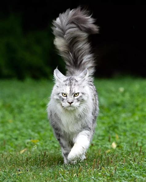 缅因猫 堆糖美图壁纸兴趣社区