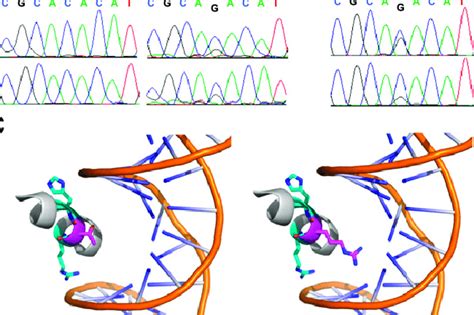 Recurrent Somatic Mutation In Yy1 In Insulinomas A Sanger Sequencing Download Scientific