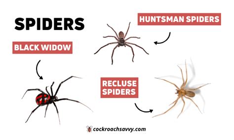 What Eats Cockroaches 35 Predators You Never Knew