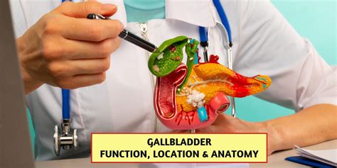 Gallbladder What It Is Function Location And Anatomy Dr Abhijit Gotkhinde