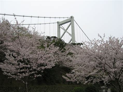 和布刈公園の桜