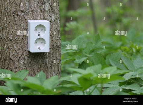 Power Socket On Tree Trunk In The Green Forest Symbol For Green