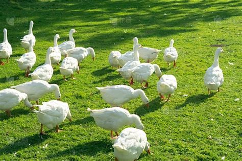 鹅群素材 花瓣网