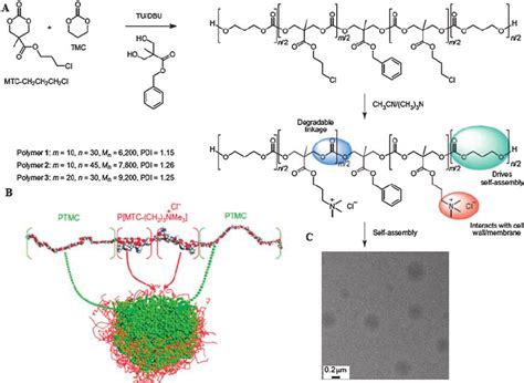Synthesis And Micelle Formation Of Cationic Amphiphilic Polycarbonates Download Scientific