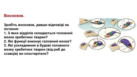 Презентація з теми Практична робота 6 Порівняння будови головного мозку хребетних тварин