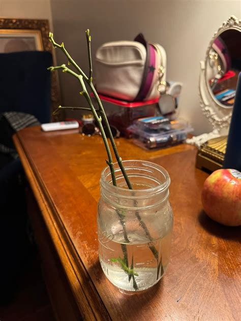 Orchids Tips And Tricks