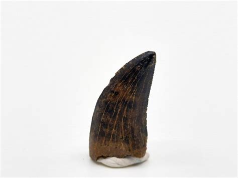 Tyrannosaur Fossil Tooth Auction Online Catawiki