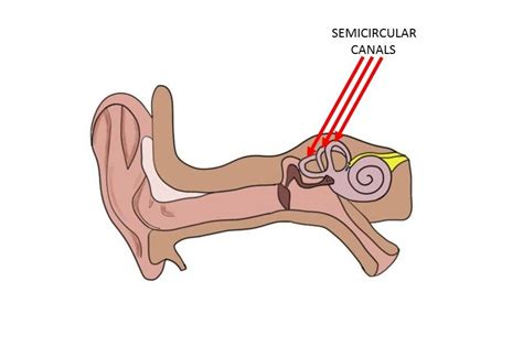 Semicircular Canals Definition