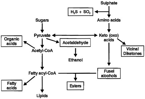 Yeast Fermentation Equation