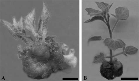 Effects Of Bap Naa Combinations In The Culture Medium On The Download Scientific Diagram