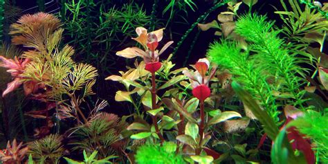 Альтернантера Рейнека Оціпус / Alternanthera Reineckii Ocipus