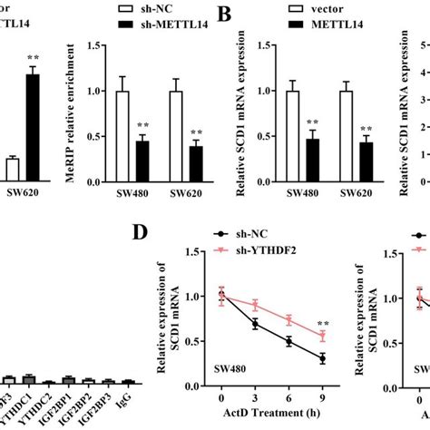 Mettl14 Scd1 Suppresses Cc Malignant Processes Via The Wnt β Catenin