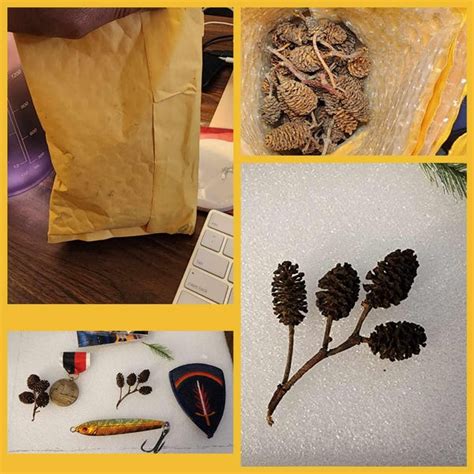 Free Shipping Alder Cones Mini Pinecones Small Pinecones For Crafting