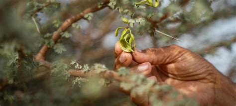 Dr Céline Bilolo On Linkedin Record Breaking World Environment Day Spotlights Land Restoration