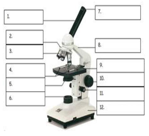 Microscope Diagram Diagram Quizlet Microscope Diagram Diagram Quizlet