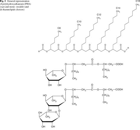 General Representation Of Polyhydroxyalkanoate Pha Top And Download Scientific Diagram