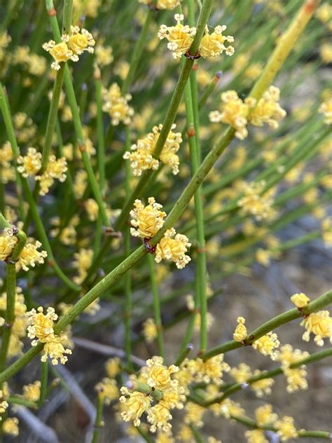 85 Gnetophytes Biology Libretexts