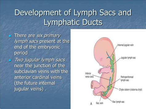 Ppt Development Of Lymphatic System Powerpoint Presentation Free Download Id 725221