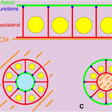 Apical Basal Polarities Of Epithelial Cells In 2 D Or 3 D Culture A Download Scientific