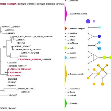 The Majority Rule Consensus Tree Midpoint Rooted Of Cyt B Inferred