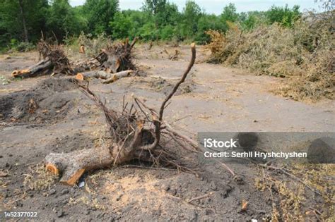 삼림 벌채 낙엽 활엽수림 파괴 자연에 대한 피해 유럽 갈색에 대한 스톡 사진 및 기타 이미지 갈색 감소 그루터기 식물 부위 Istock