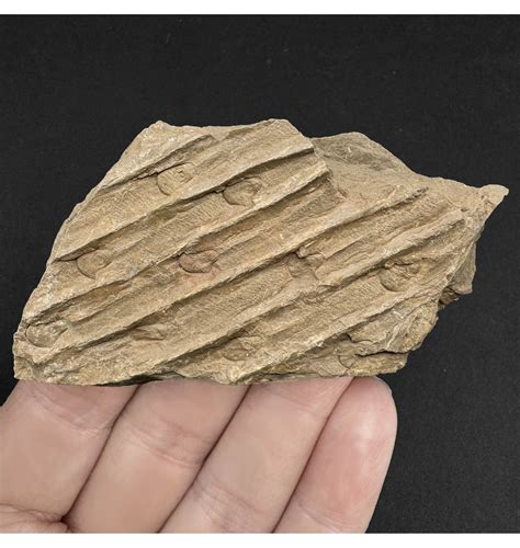 Fossils For Sale Fossils British Carboniferous Tree Bark