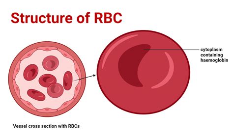 Red Blood Cell Organelle Diagram Microbial Enzymes Cut A Path Towards