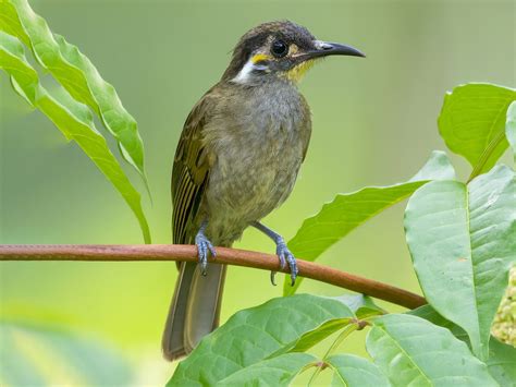 Obscure Honeyeater Ebird