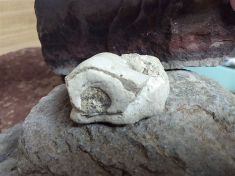 Fossil Sea Snail Etsy