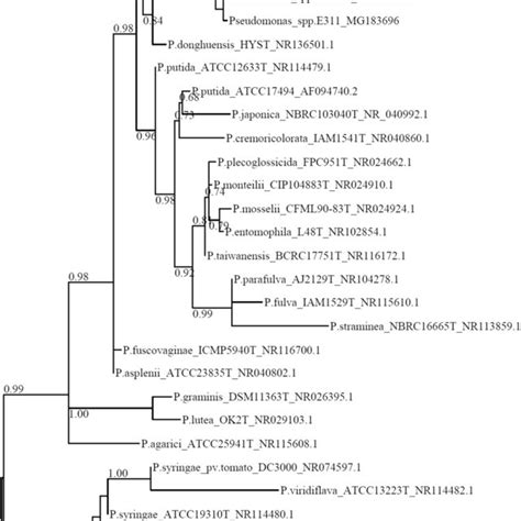 Maximum Likelihood Phylogenetic Tree Based On Partial 16s Rrna Gene