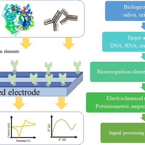 The Schematic Diagram Of An Electrochemical Nano Biosensor Download