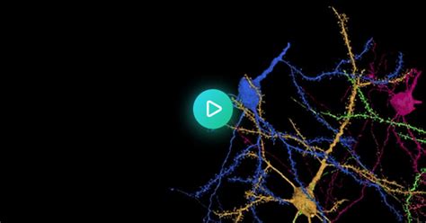 Pyramidal Neuron Synapse Album On Imgur