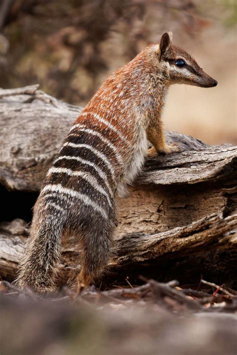 Numbat The Tiny Termite Hunter Of Australia A Story Of Survival And