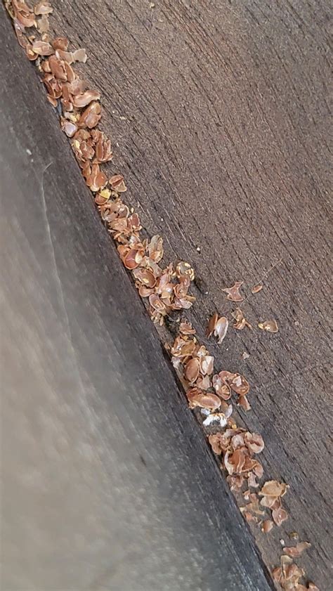 Bug Residue R Whatisthisbug