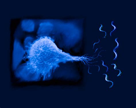 High Throughput Biomarker Core Vanderbilt University Medical Center