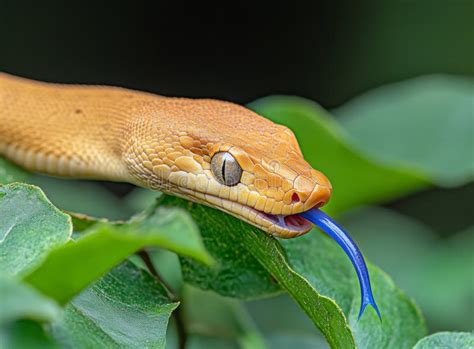 In A Tropical Rainforest A Green Tree Python Is Perched On Vibrant