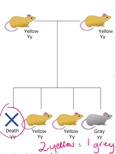 Lethal Alleles Flashcards Quizlet