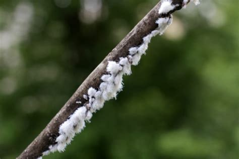 15 Little White Bugs That Look Like Lint Whats That Bug