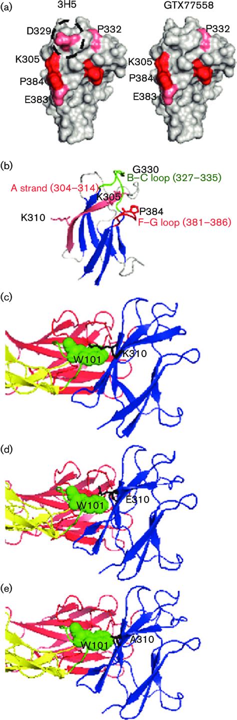 Pymol Structural Renderings Of Ed3 Pdb 1oan A Ed3 Epitopes For Download Scientific Diagram