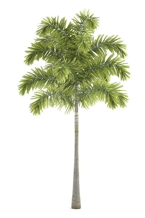 Pictures Of Different Types Of Palm Trees Artofit