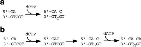 Model For Generation Of Dna Polymerase Dependent Single Base Deletions